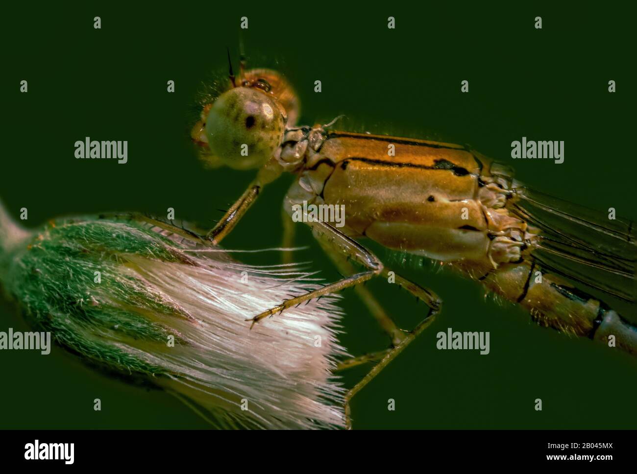 Dragonfly head hi-res stock photography and images - Alamy