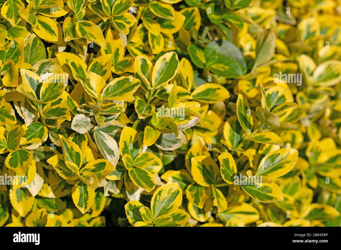 Climbing creeping plants hi-res stock photography and images - Alamy