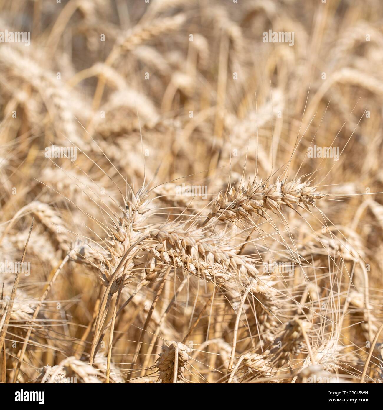 Rye Secale Cereale High Resolution Stock Photography and Images - Alamy