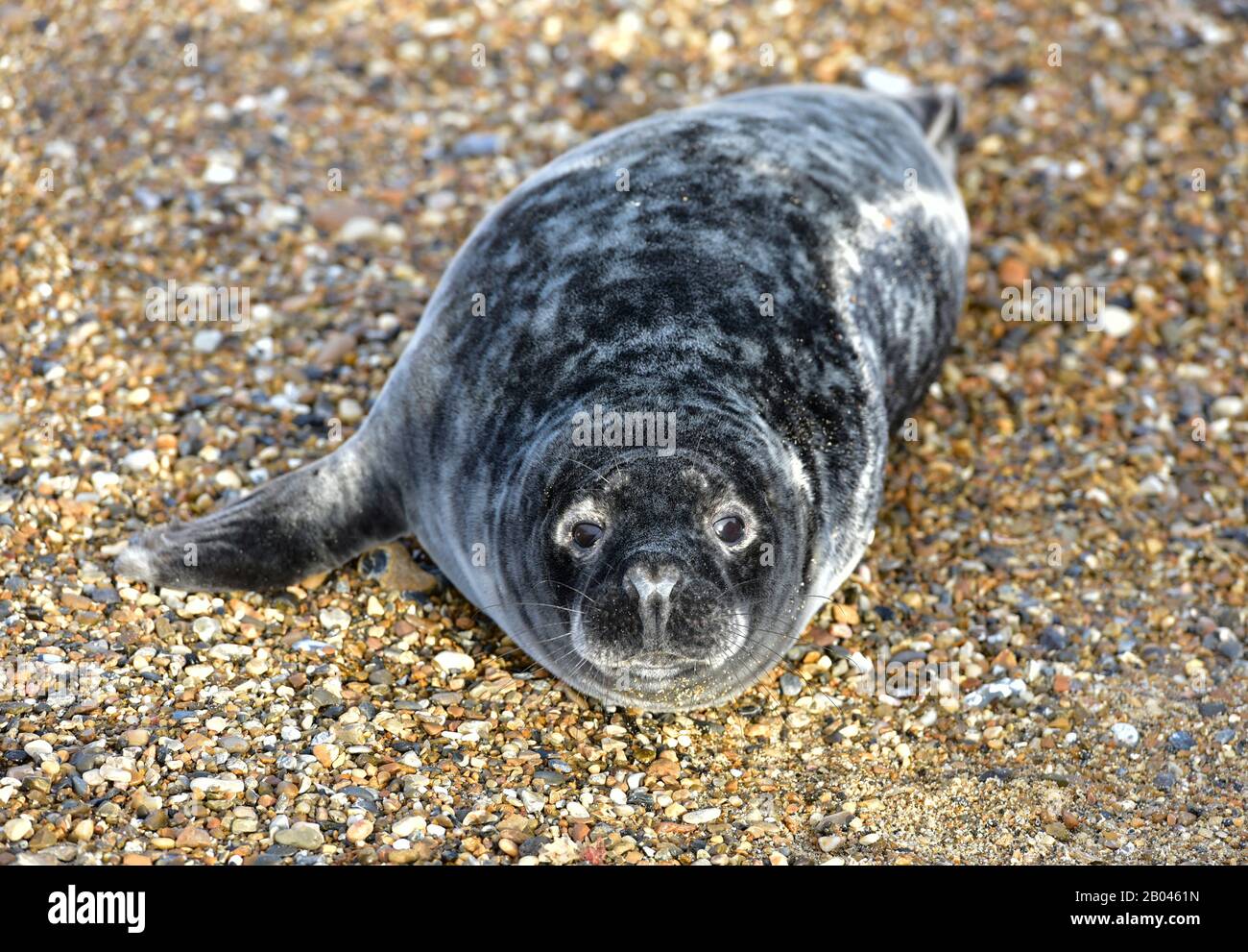 Seal big eyes hi-res stock photography and images - Alamy