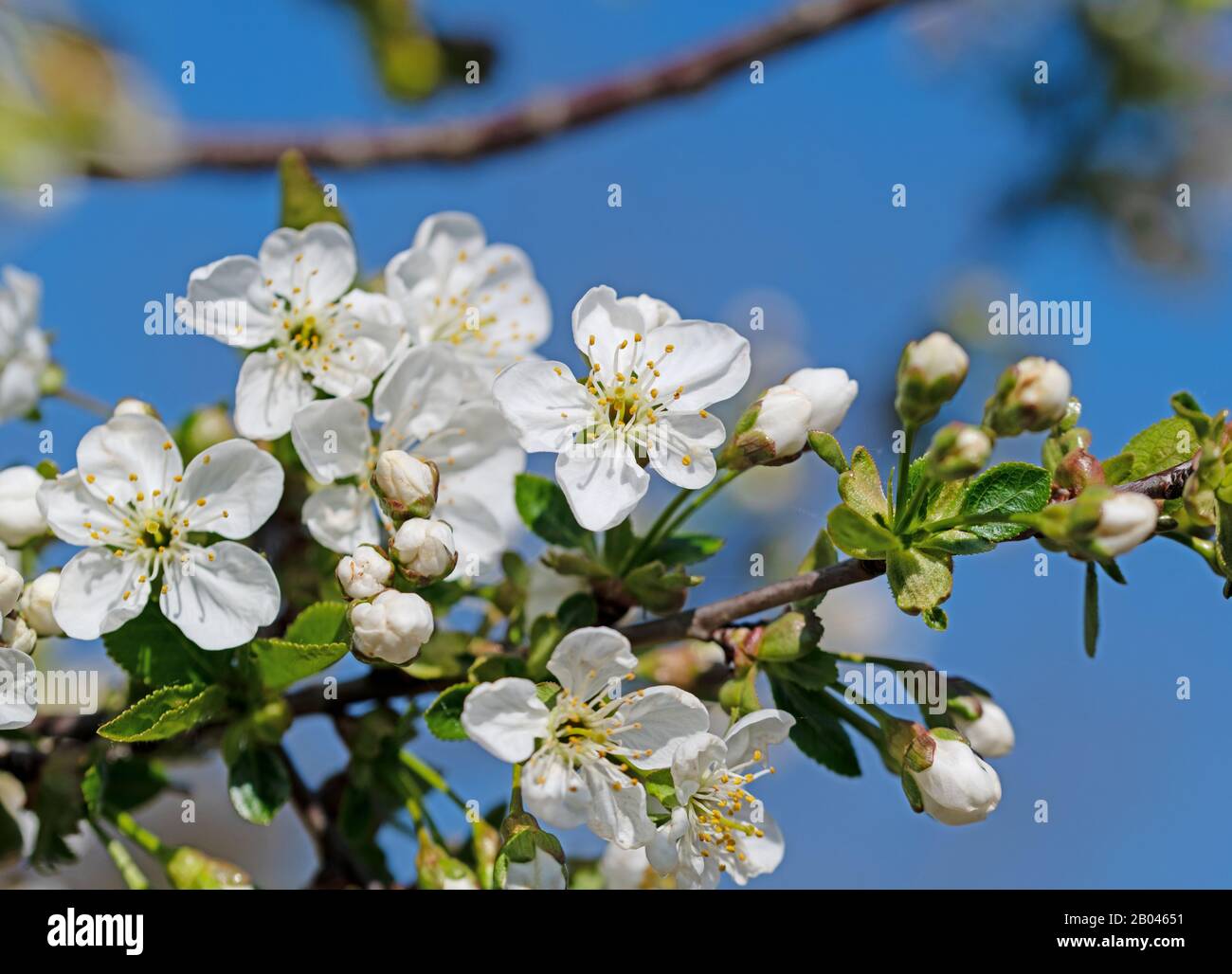Flowering sour cherry, Prunus cerasus, in spring Stock Photo - Alamy