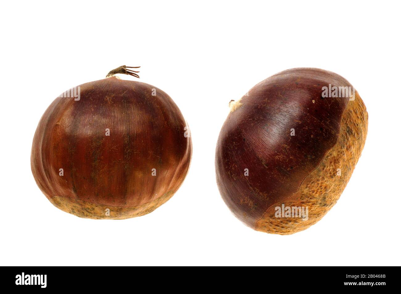 Sweet chestnut nuts / marron (Castanea sativa) on white background ...