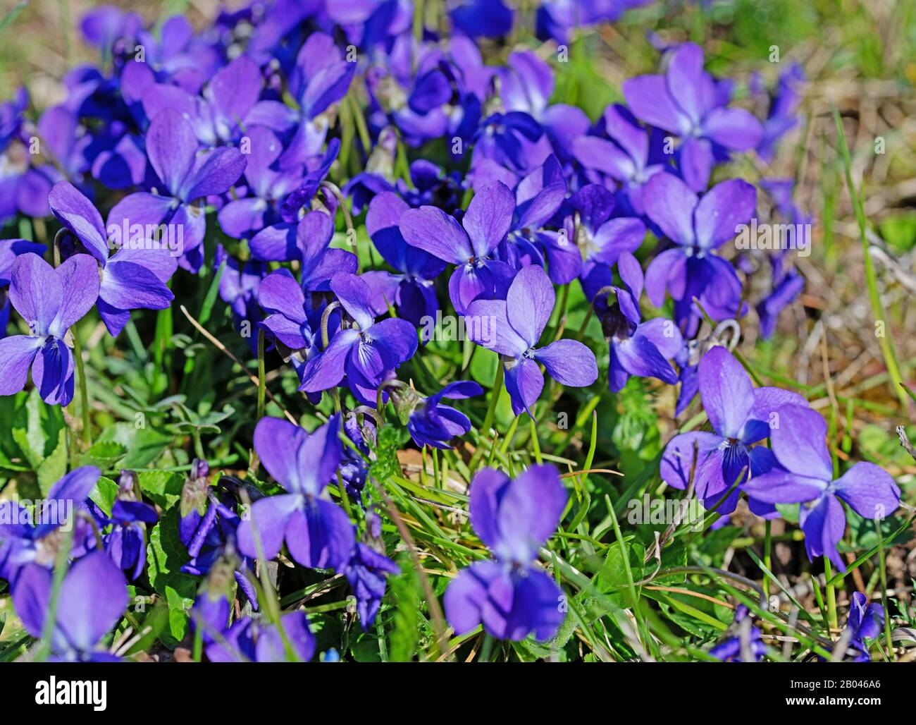 Meadow violets hi-res stock photography and images - Alamy