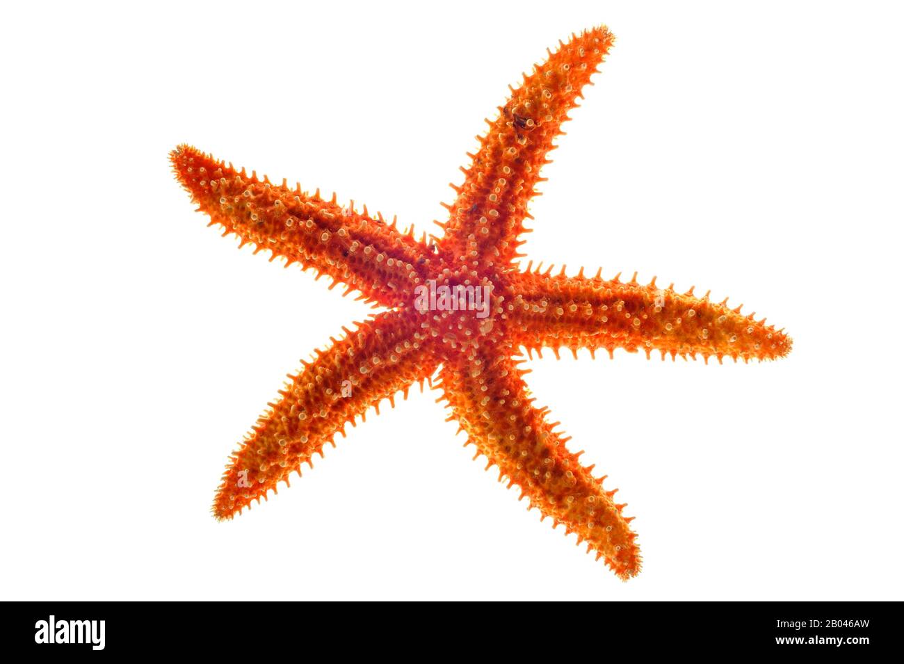 Dried common starfish / common sea star / sugar starfish (Asterias ...