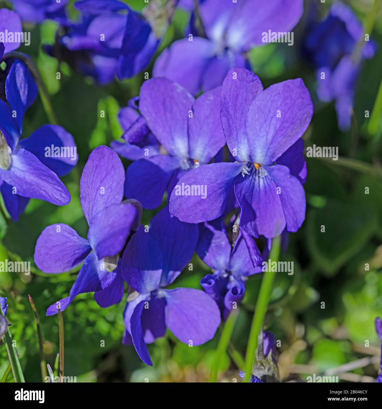 Blue violas flowers hi-res stock photography and images - Alamy