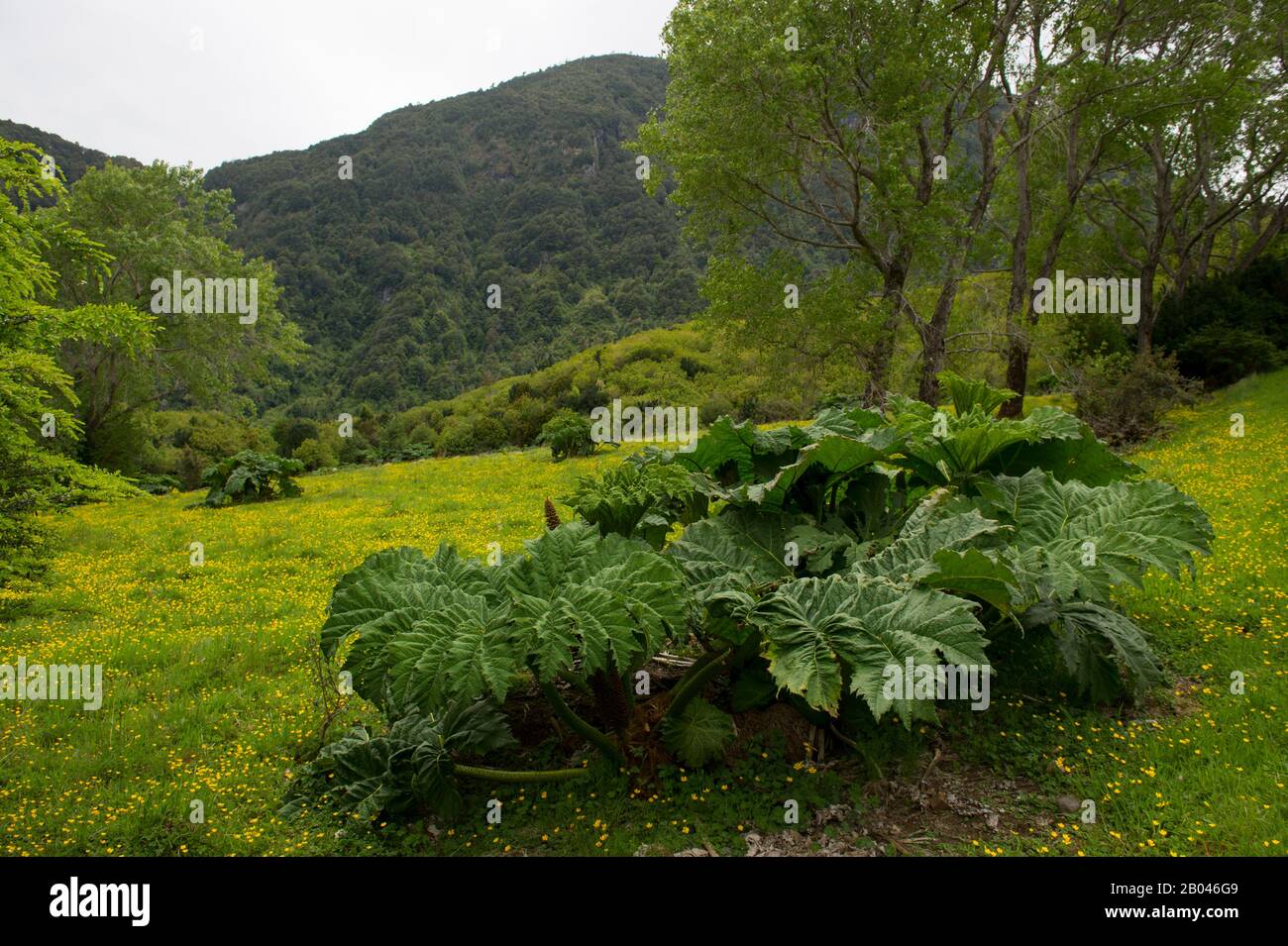 Nalca High Resolution Stock Photography and Images - Alamy