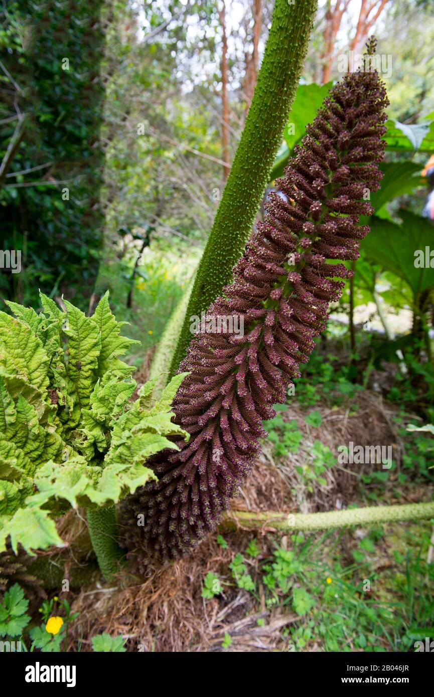 Close up of nalca plant gunnera tinctoria flower hi-res stock ...
