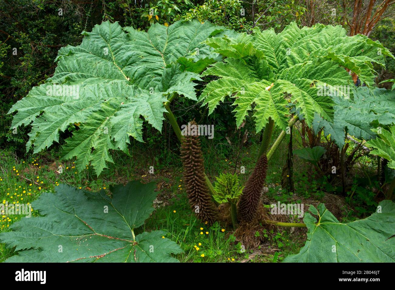 Nalca hi-res stock photography and images - Alamy