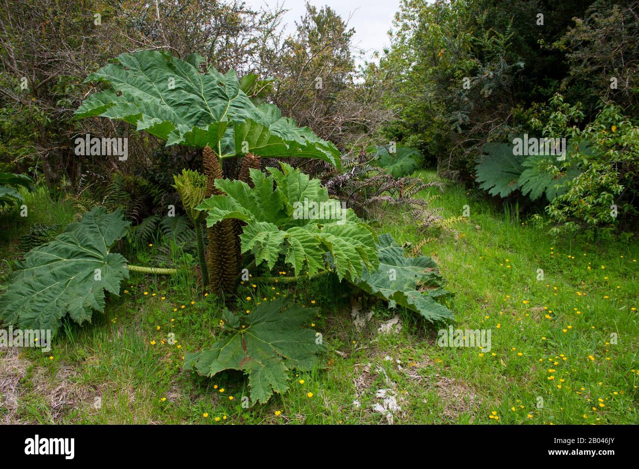 Nalca hi-res stock photography and images - Alamy