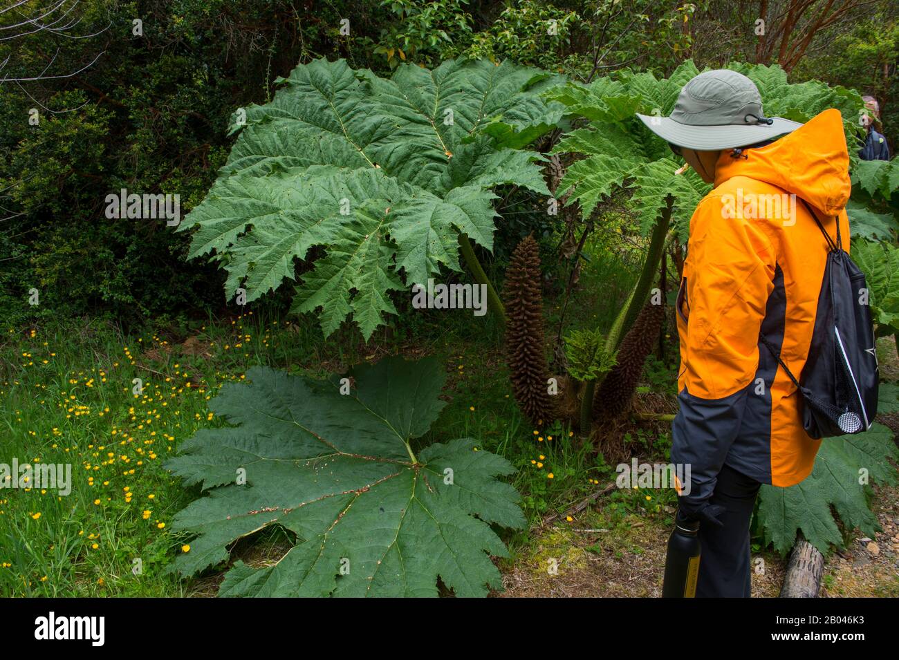 Nalca hi-res stock photography and images - Alamy