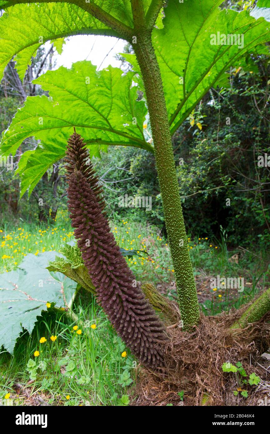 Close up of nalca plant gunnera tinctoria flower hi-res stock ...