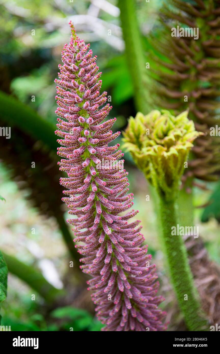 Close up of nalca plant gunnera tinctoria flower hi-res stock ...