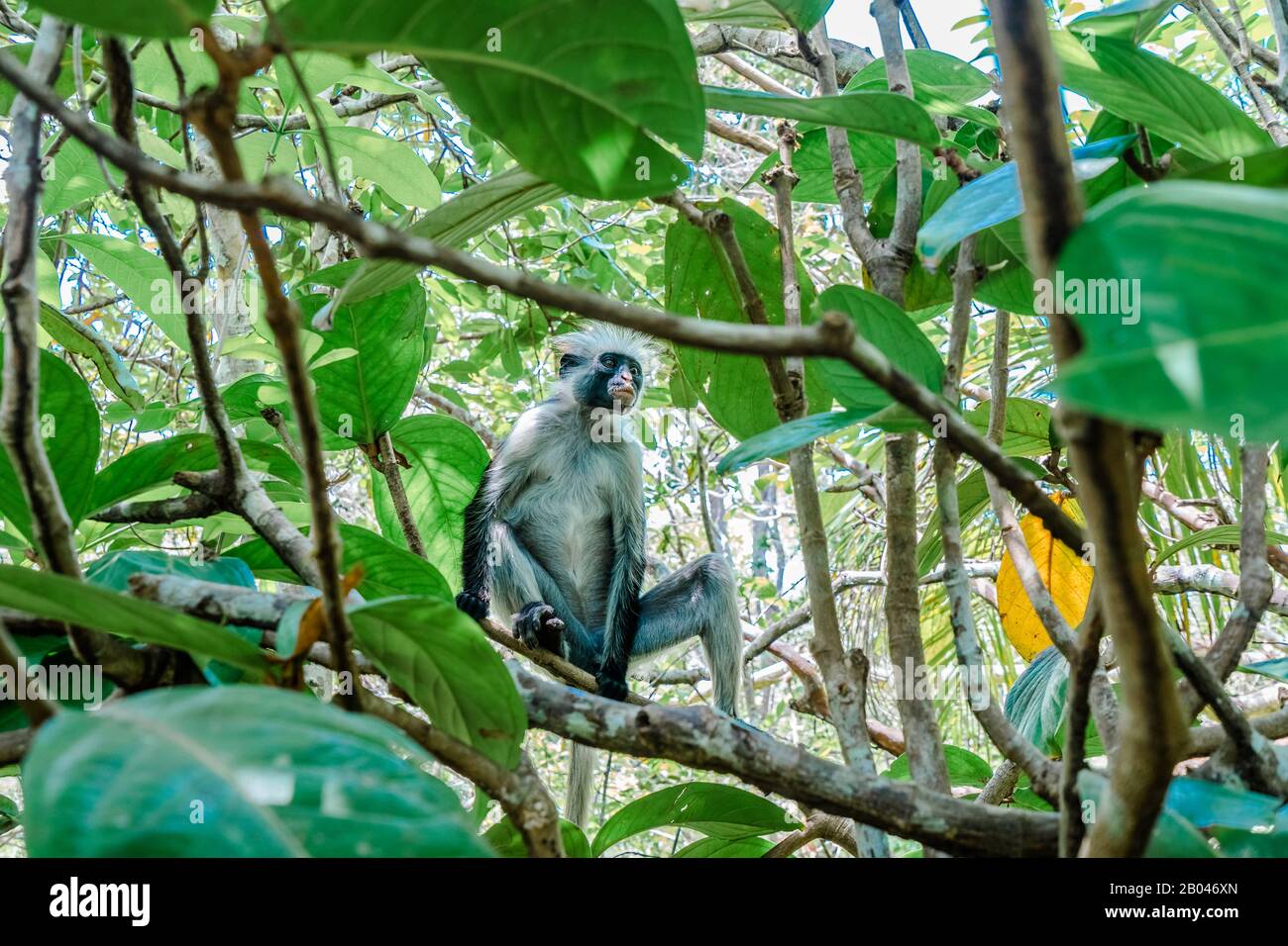 Jozani Forest, National Park, Zanzibar, Tanzania, Africa Stock Photo ...