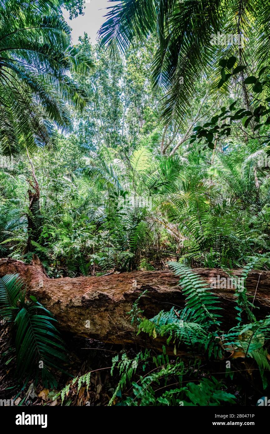 Jozani Forest, National Park, Zanzibar, Tanzania, Africa Stock Photo ...