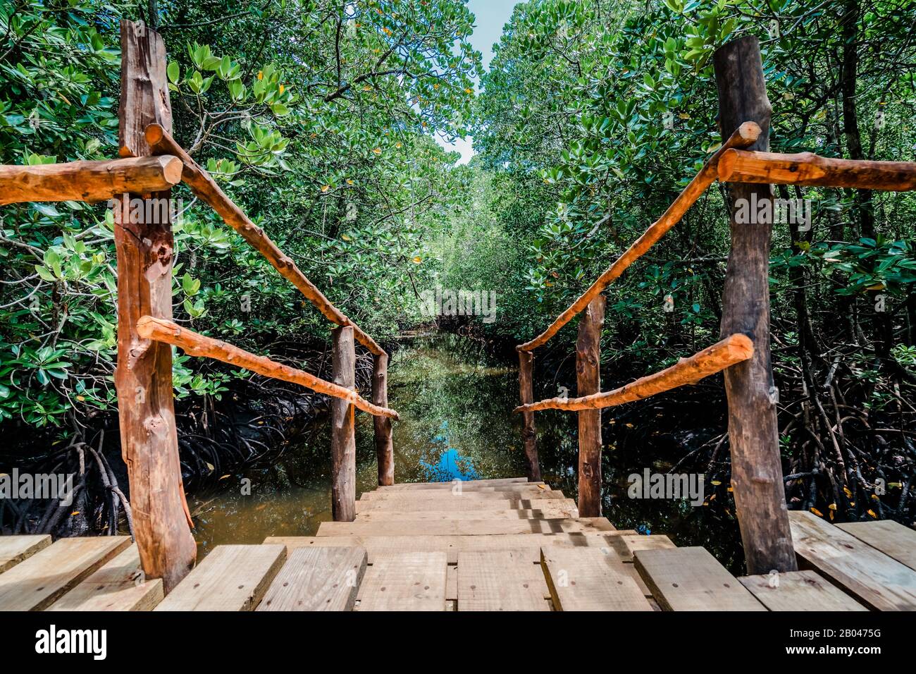 Jozani Forest, National Park, Zanzibar, Tanzania, Africa Stock Photo ...