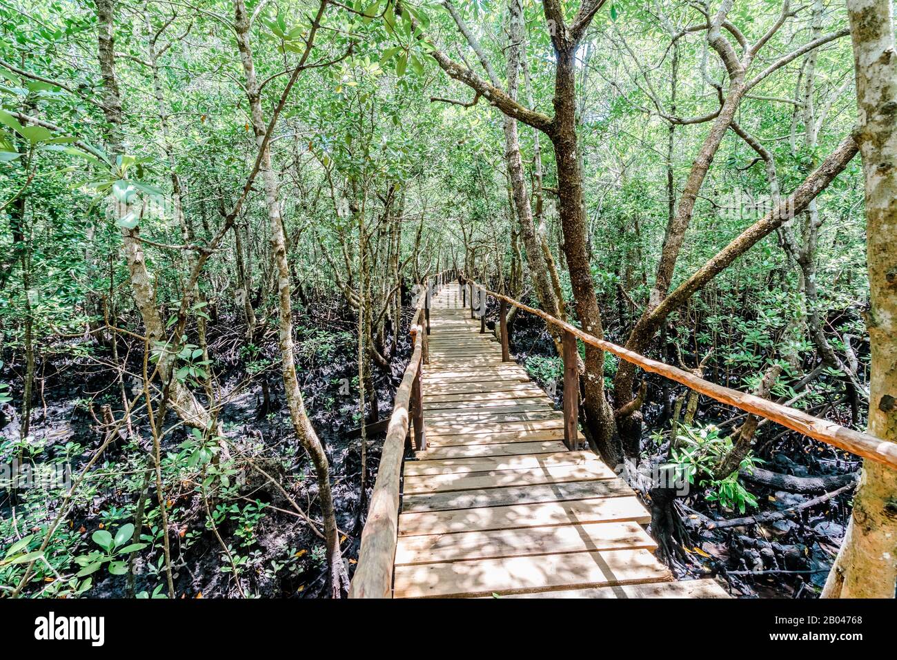 Jozani hi-res stock photography and images - Alamy