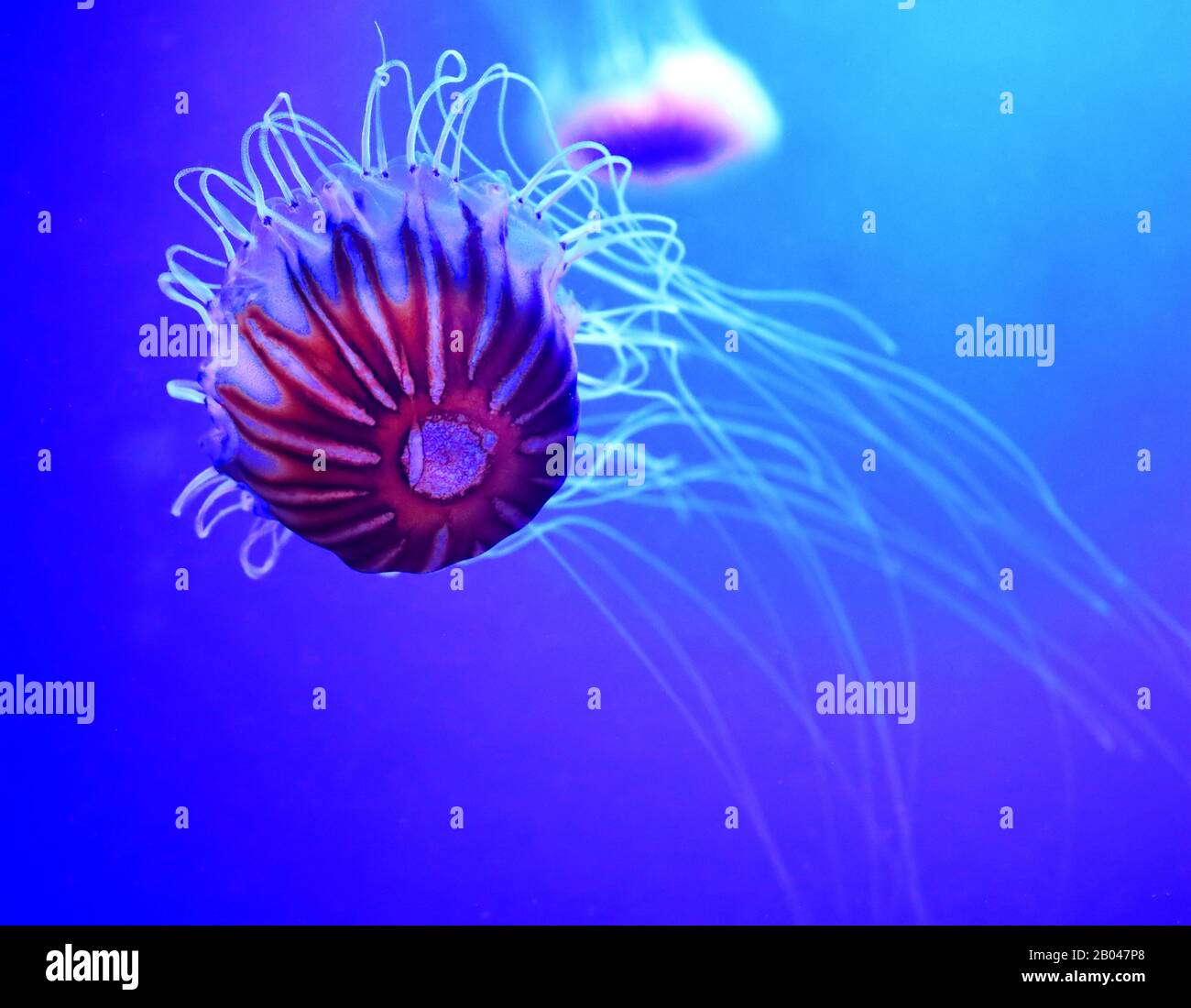 Japanese sea nettle Chrysaora pacifica is a jellyfish in the family ...