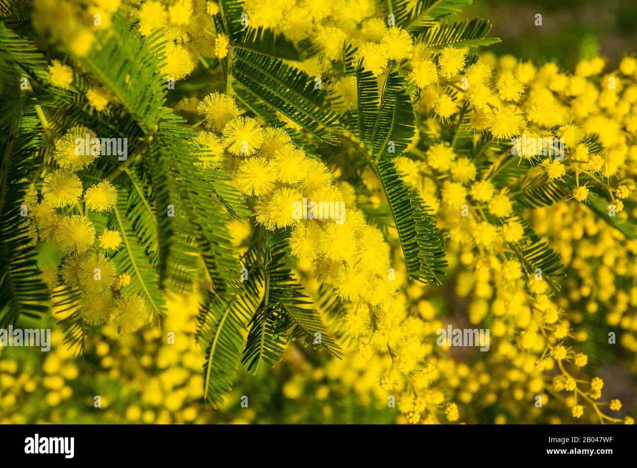 Mimosa flowers on tree - spring background. 8 march, women day symbol ...