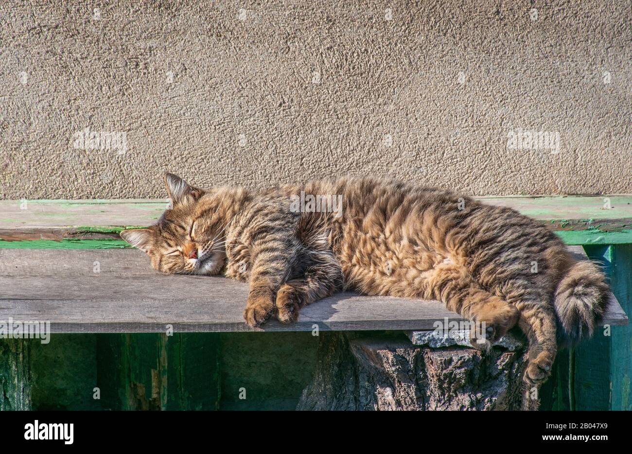 Sunny sleep hi-res stock photography and images - Alamy
