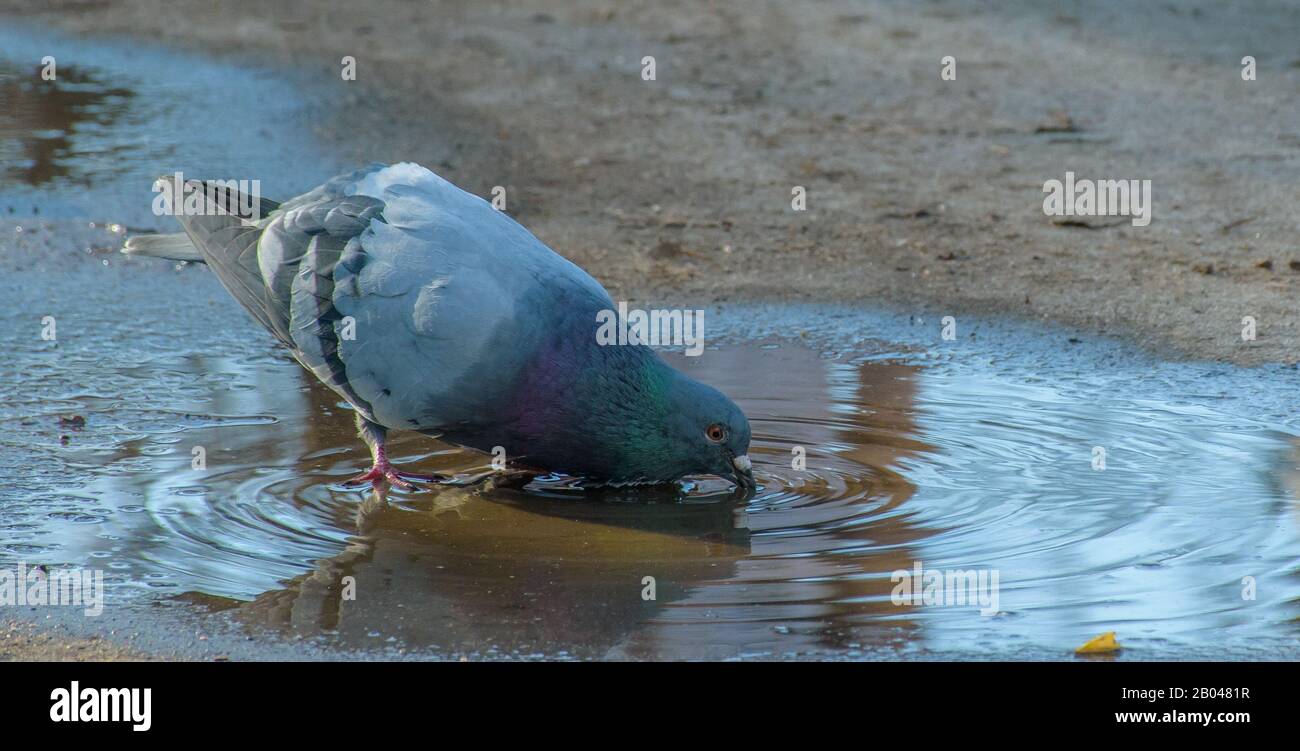 Dove drinking water Stock Photo - Alamy