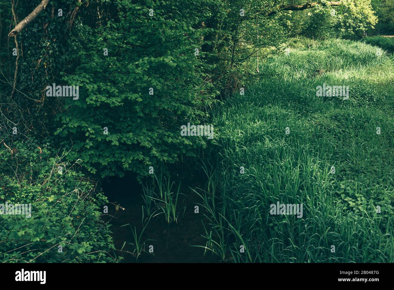 Trees and meadow with tall grass in spring Stock Photo - Alamy