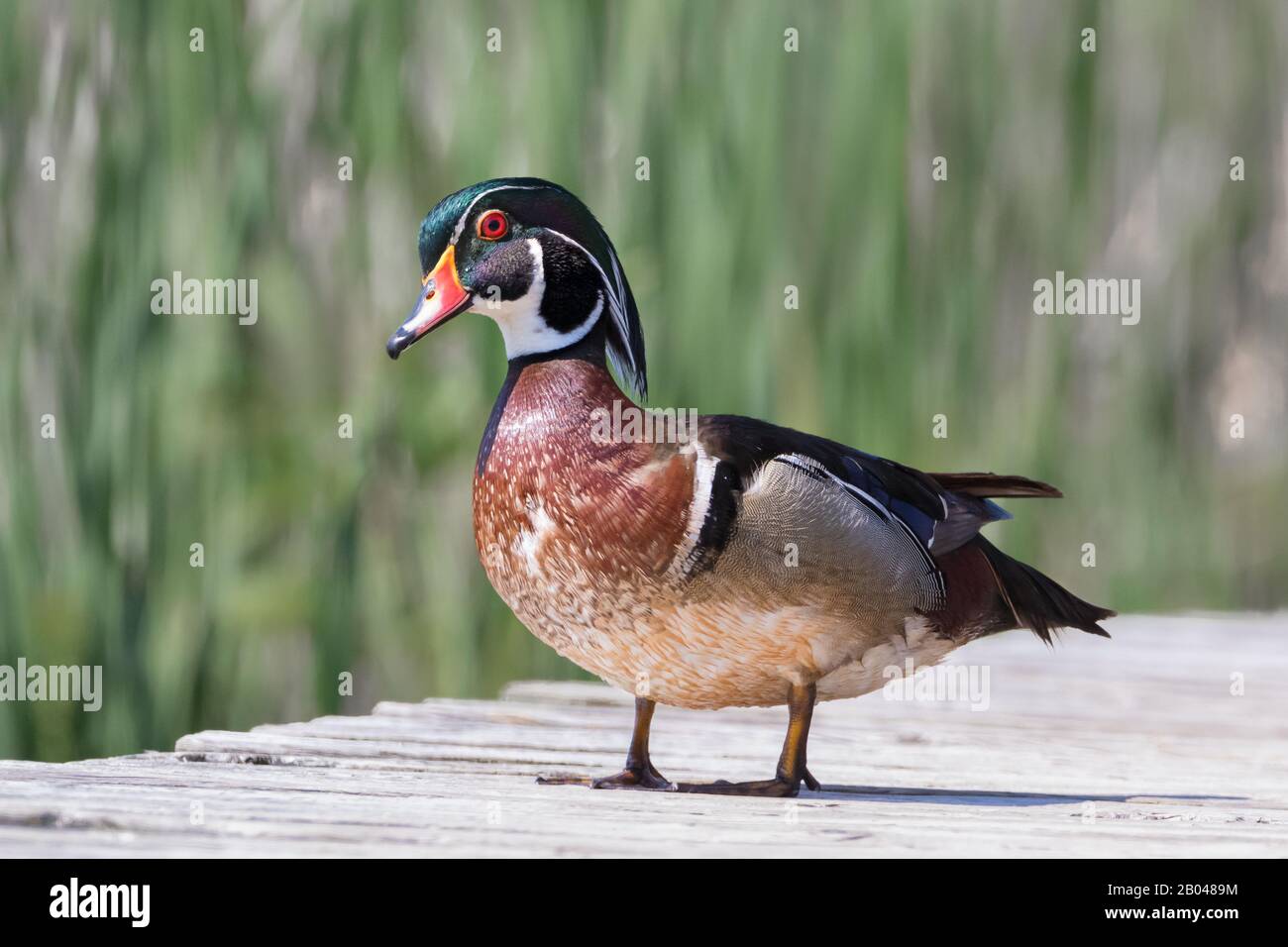 Close up of colorful male wood duck standing on plank walkway Stock ...