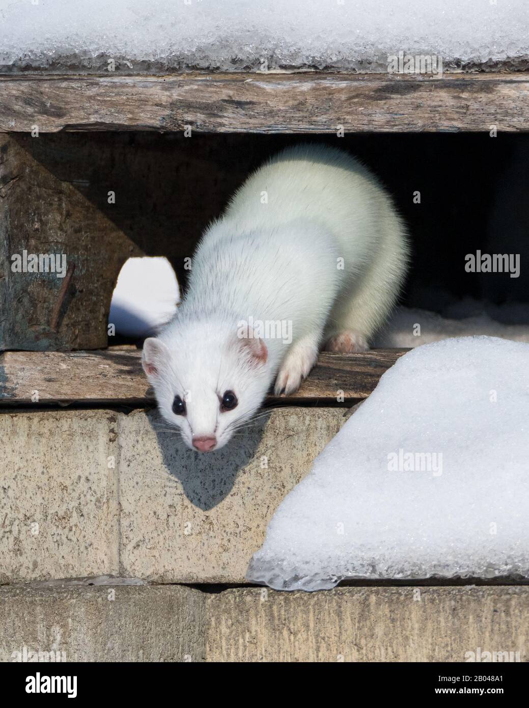 White stoat coming down from its hideout and looking at camera Stock ...