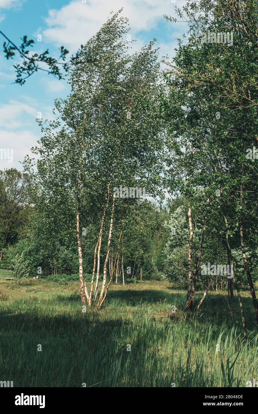 Birch trees in wind in spring under blue cloudy sky Stock Photo - Alamy