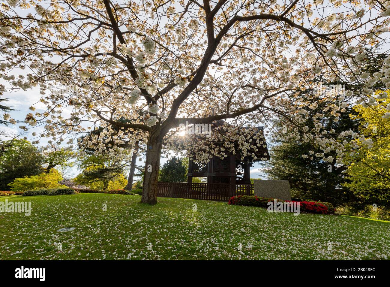 The beautiful cherry tree blossom of the Kew Garden at Richmond, United ...