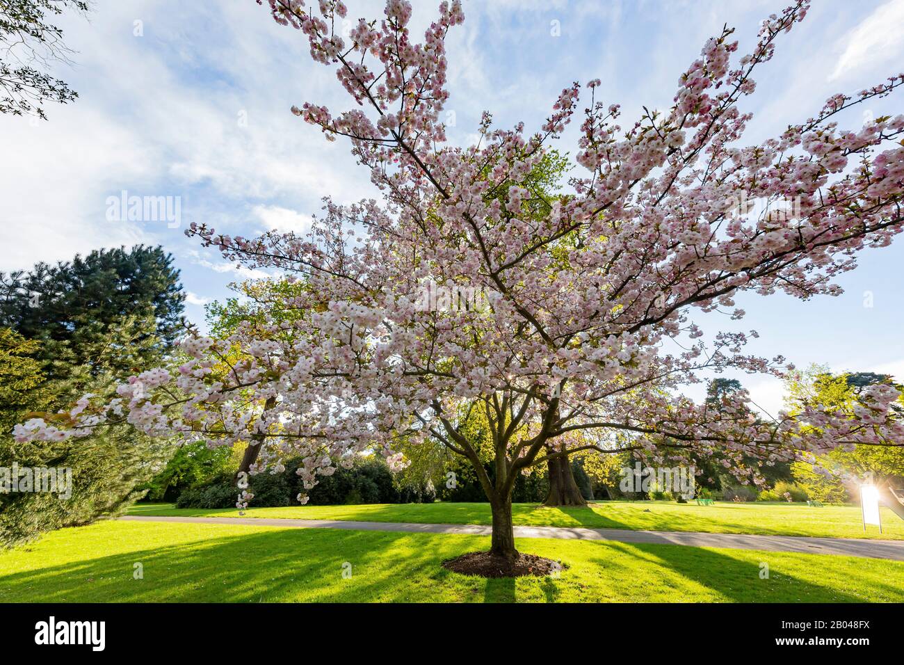 The beautiful cherry tree blossom of the Kew Garden at Richmond, United ...