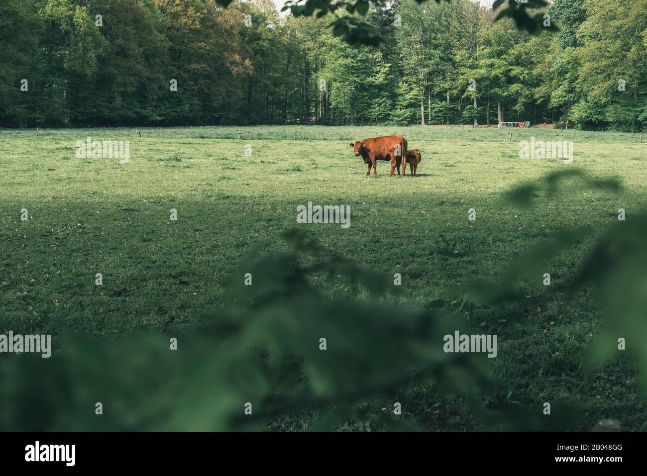 Brown cow with calf in forest meadow in spring Stock Photo - Alamy
