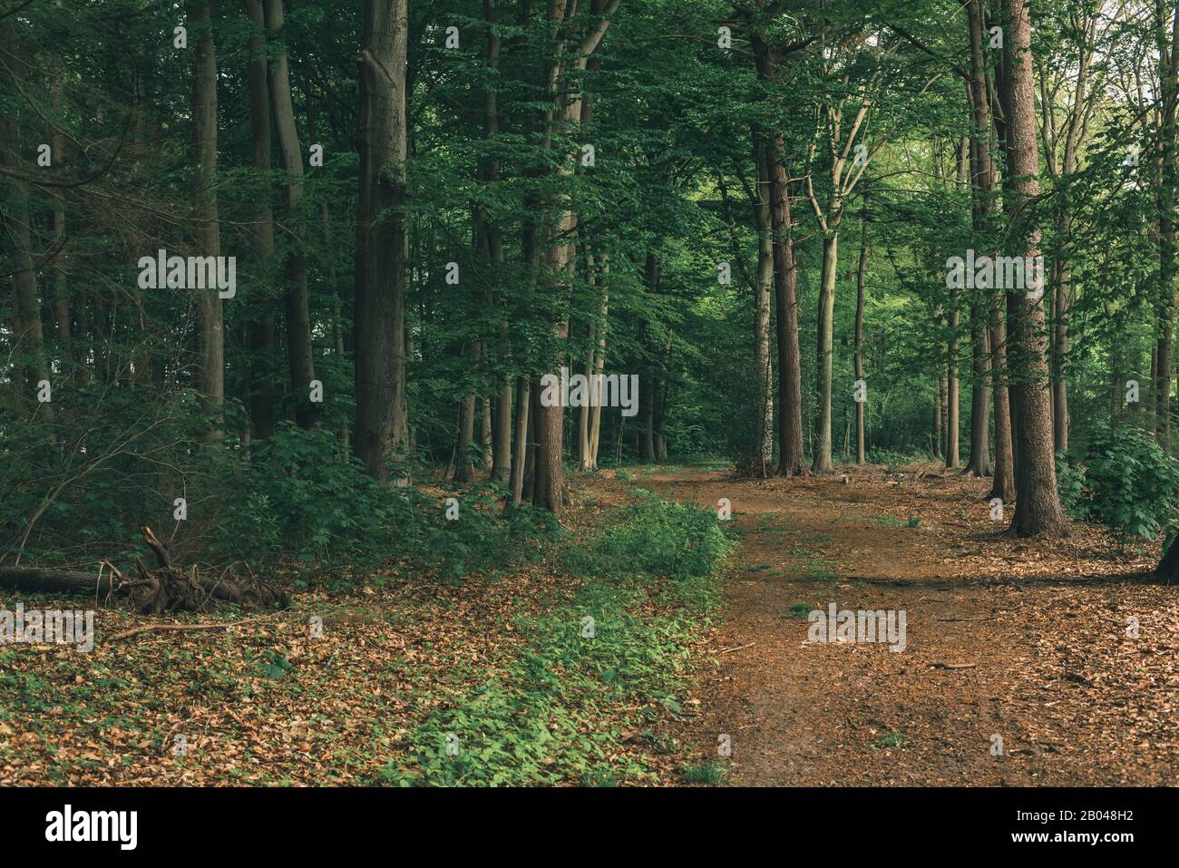Path in green forest in spring Stock Photo - Alamy