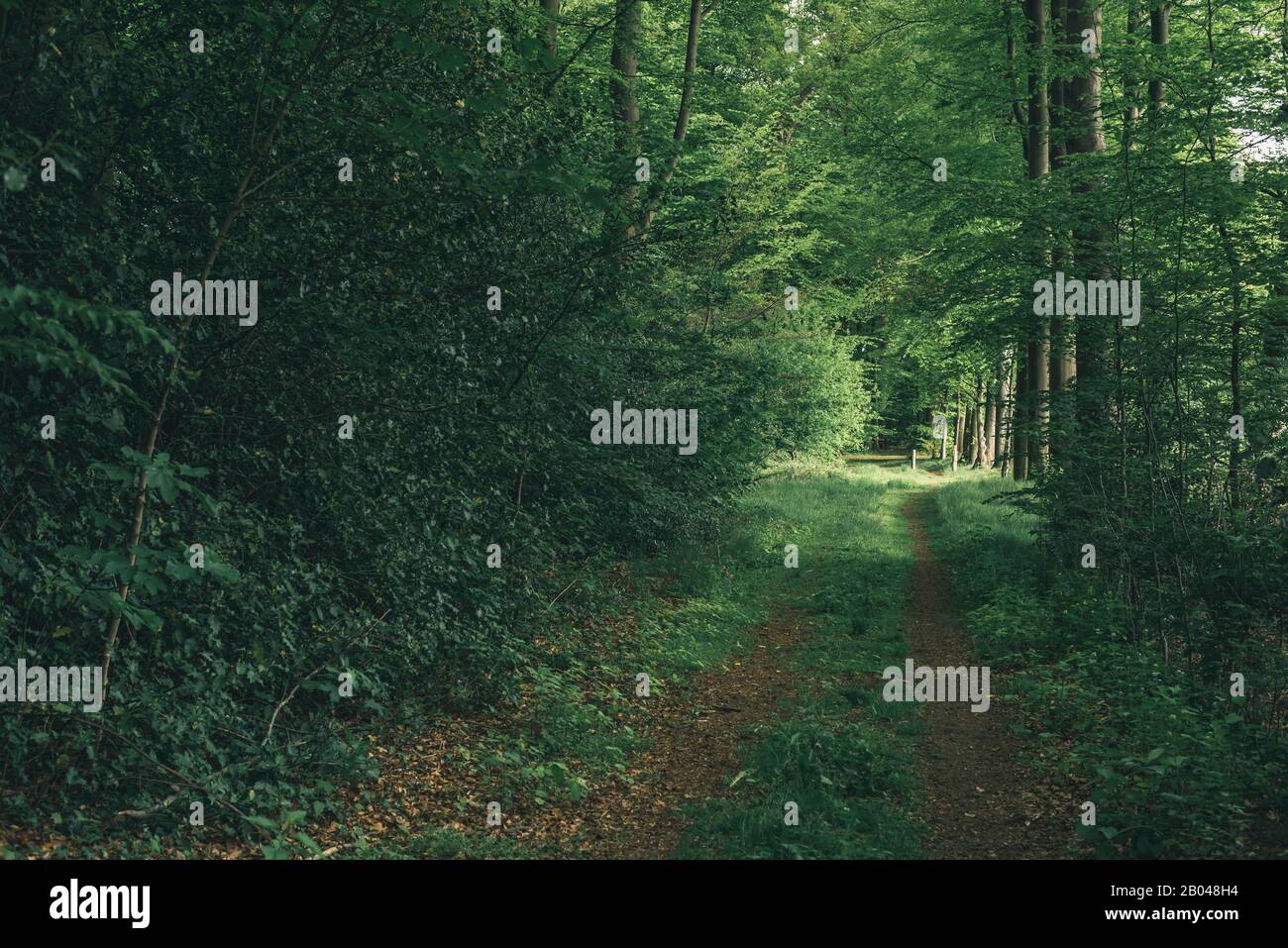 Pathway into forest in spring Stock Photo - Alamy