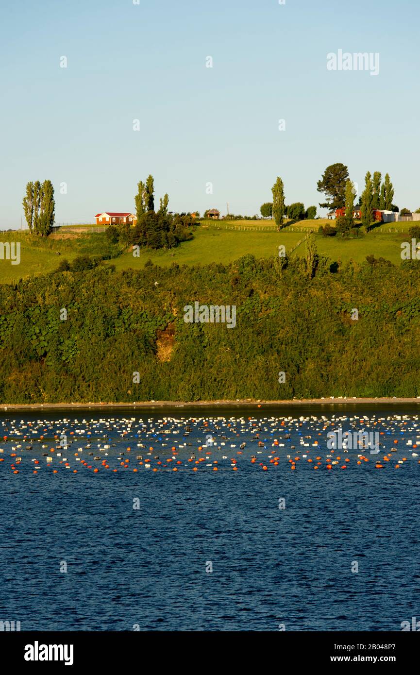 View of shellfish farms in the sheltered waters near Chiloe Island in ...