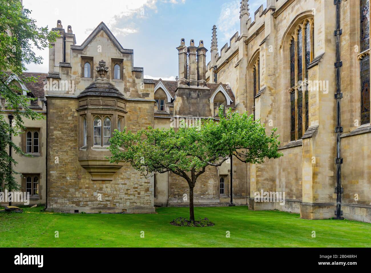 Morning view of the famous Newton's Apple Tree at Cambridge, United ...