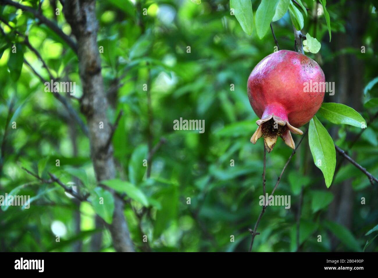 Fruit pomegranate tree hi-res stock photography and images - Alamy