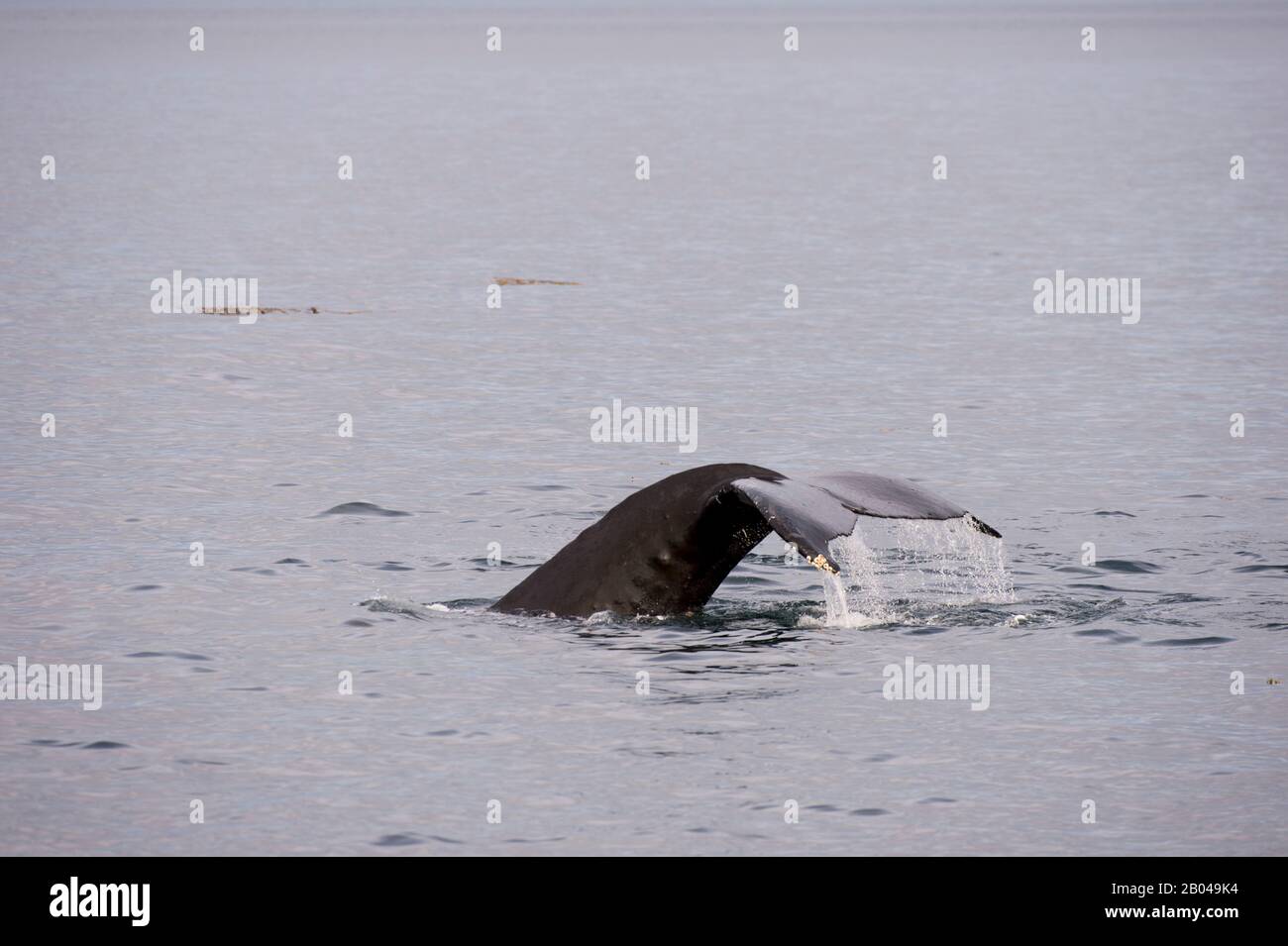Humpback whale (Megaptera novaeangliae) diving sequence in Frederick ...