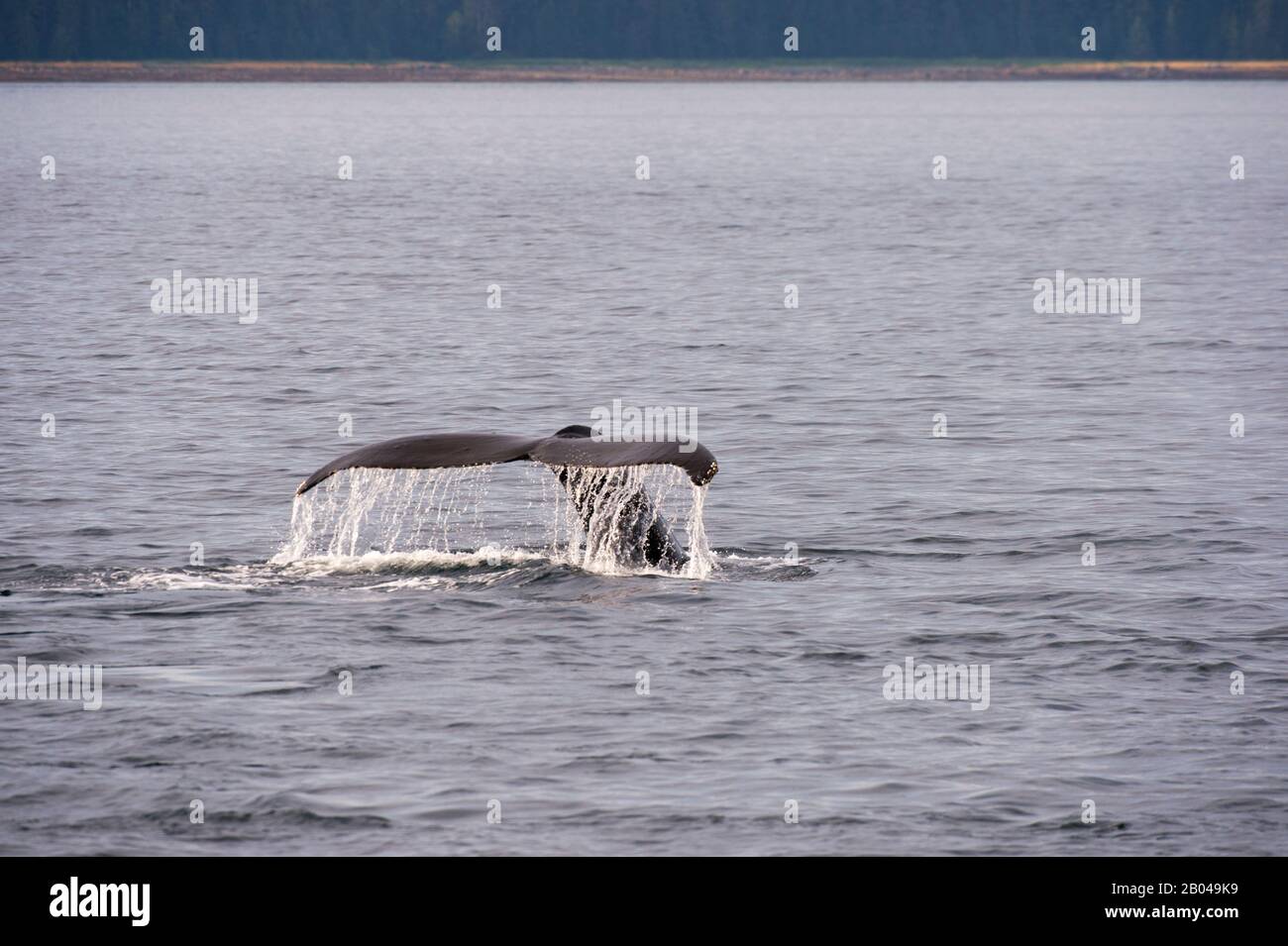 Humpback whale (Megaptera novaeangliae) diving sequence in Frederick ...