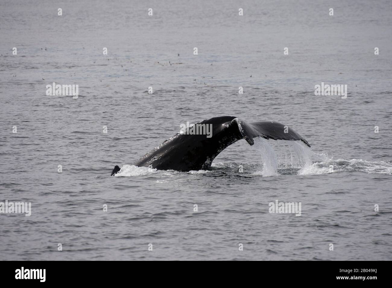 Humpback whale (Megaptera novaeangliae) diving sequence in Frederick ...
