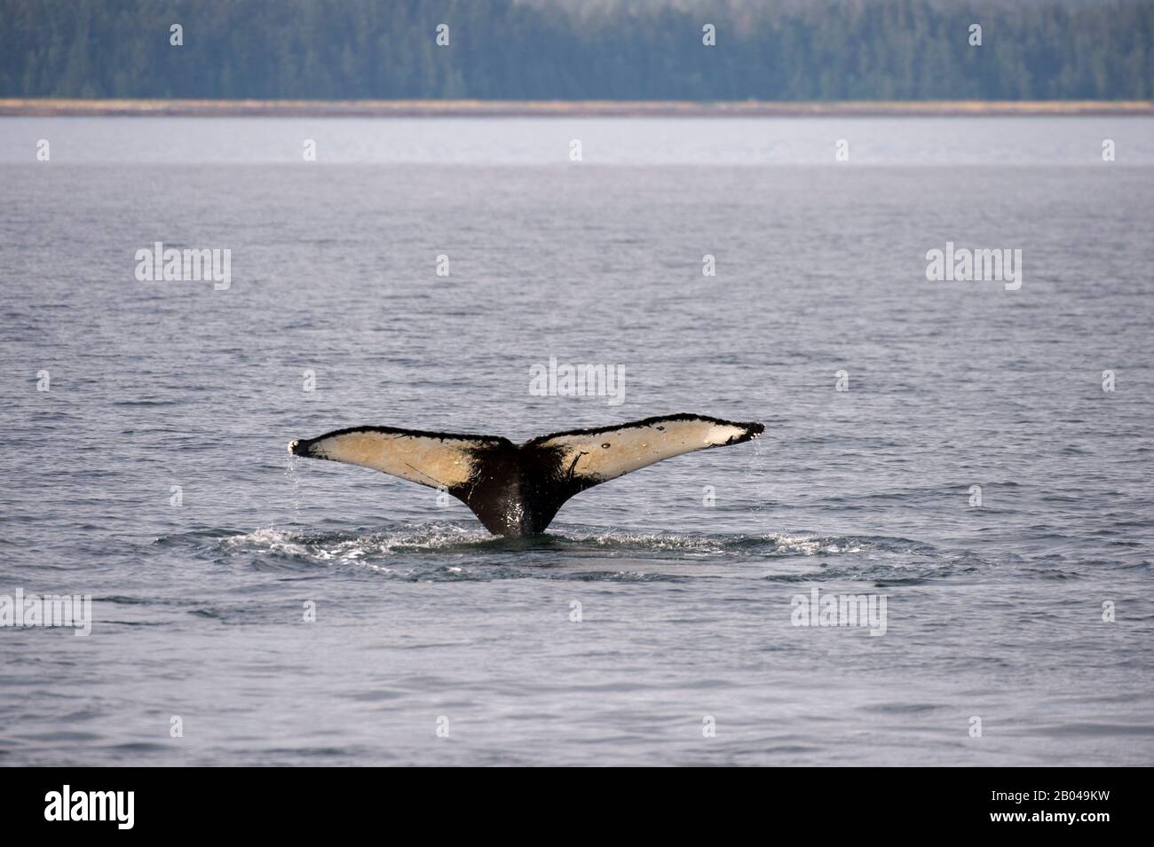 Humpback whale (Megaptera novaeangliae) diving sequence in Frederick ...