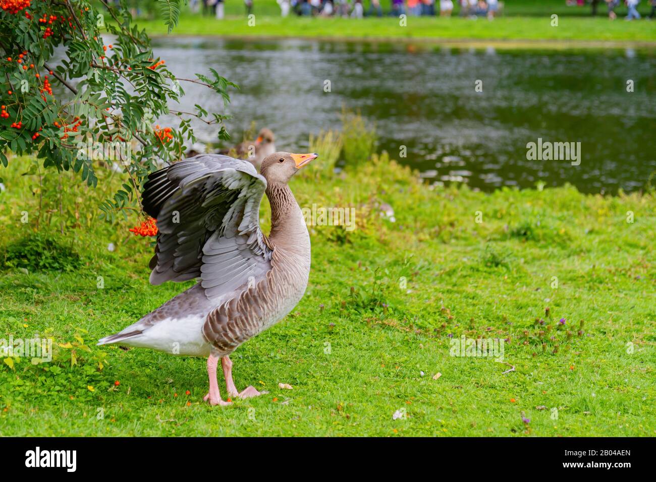 Canada Goose walking around in the St James's Park at London, United ...
