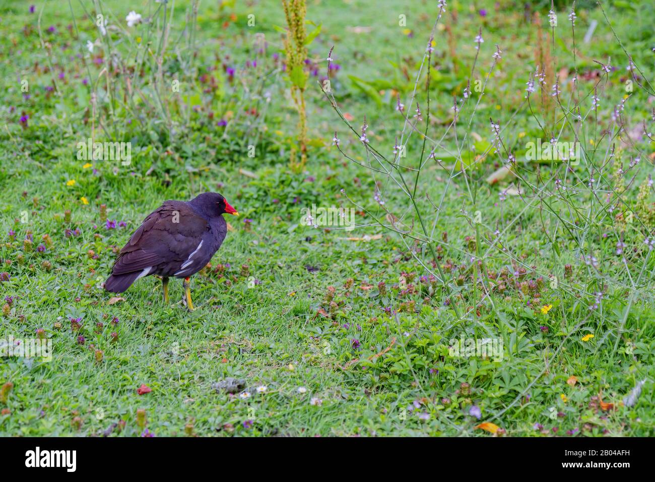 Common moorhen walking around the St James's Park at London, United ...