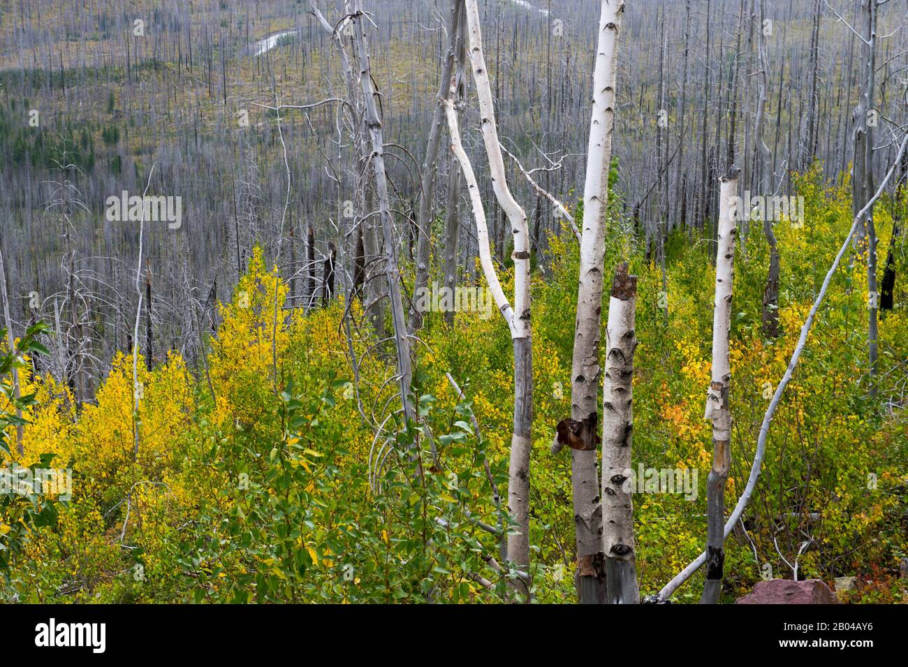 Loop to logan pass hi-res stock photography and images - Alamy