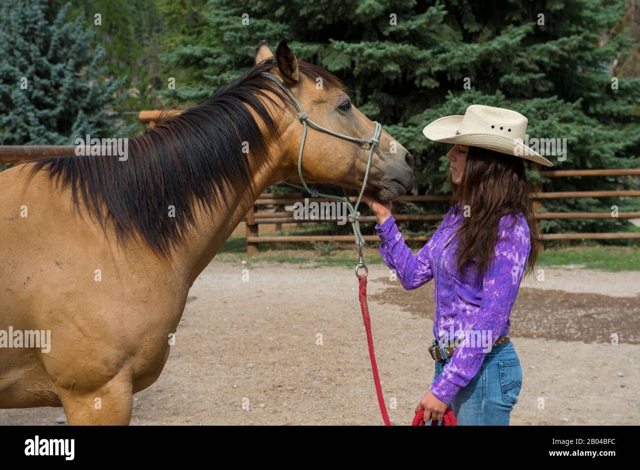 Horse release hi-res stock photography and images - Alamy