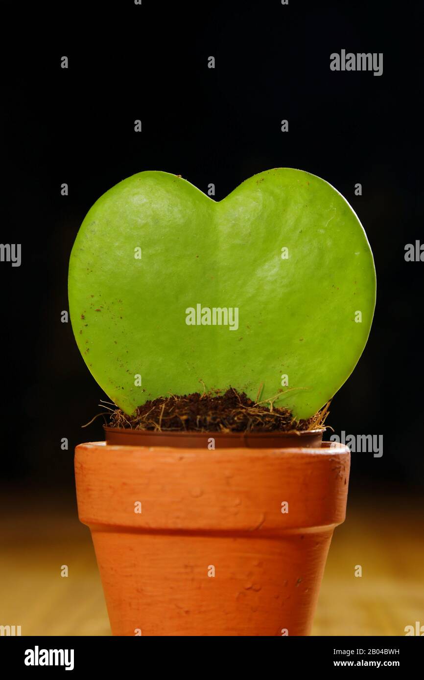 Heart-shaped Hoya kerrii or the Sweetheart Plant Stock Photo - Alamy