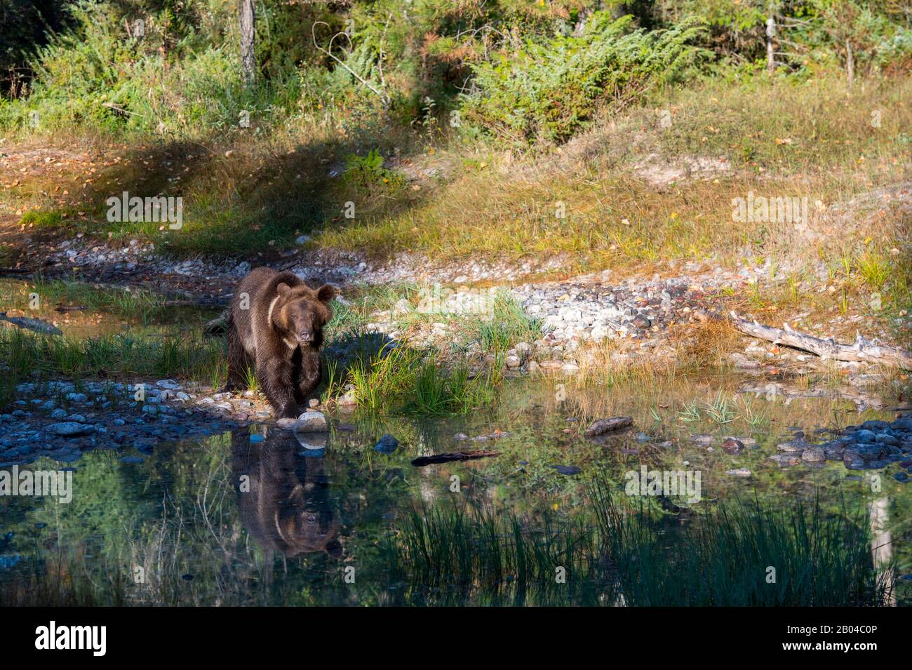 Bear pond hi-res stock photography and images - Alamy