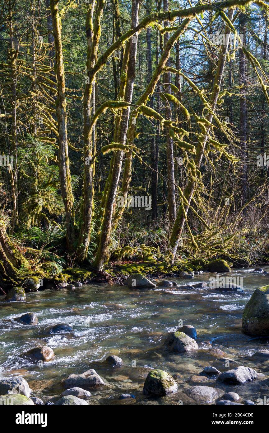 The Wallace River with moss covered trees in Wallace Falls State Park ...