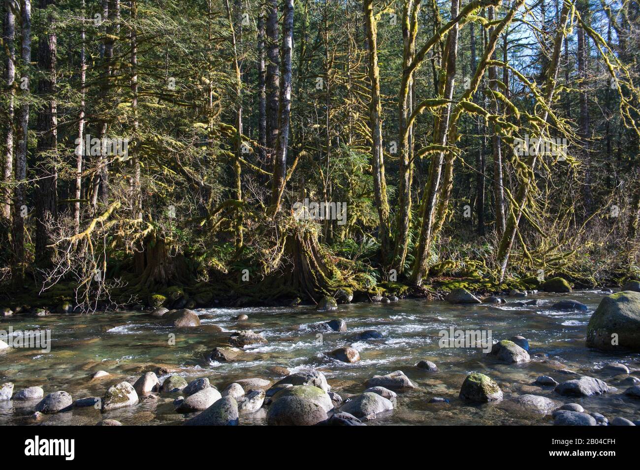 The Wallace River with moss covered trees in Wallace Falls State Park ...