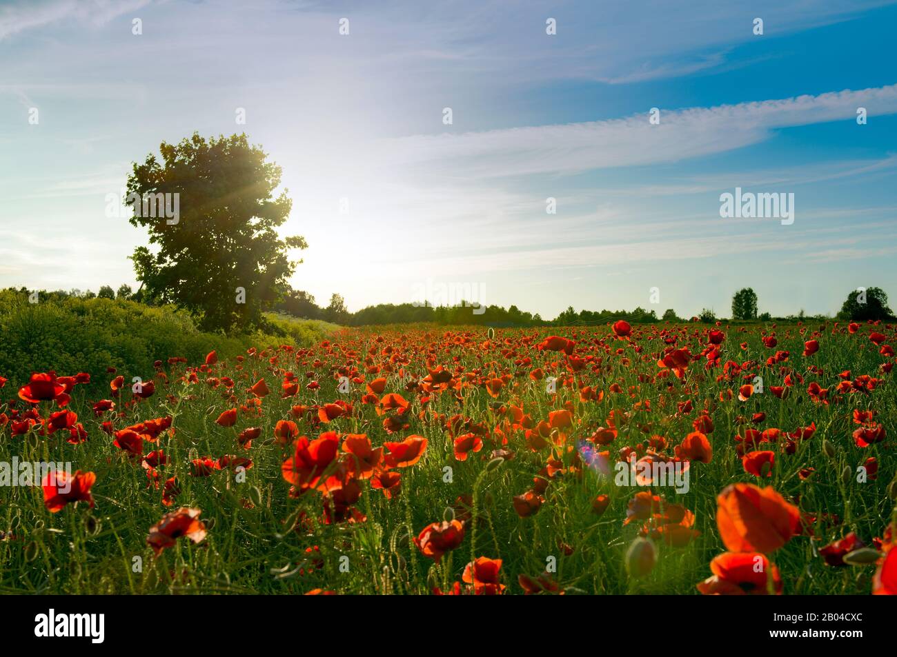 Red poppy field in sunlight with big treeat the sunset. Beautiful field ...