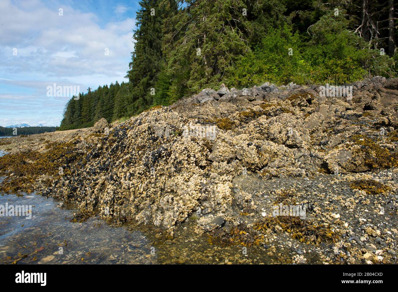 Kelp forest alaska hi-res stock photography and images - Alamy